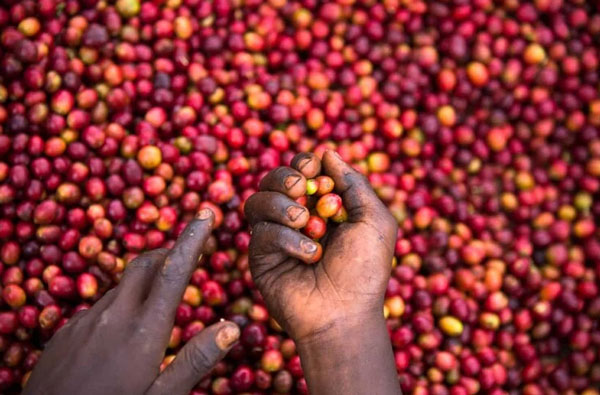 Coffee Sorting Machine Guide: Everything You Need to Know-WESORT