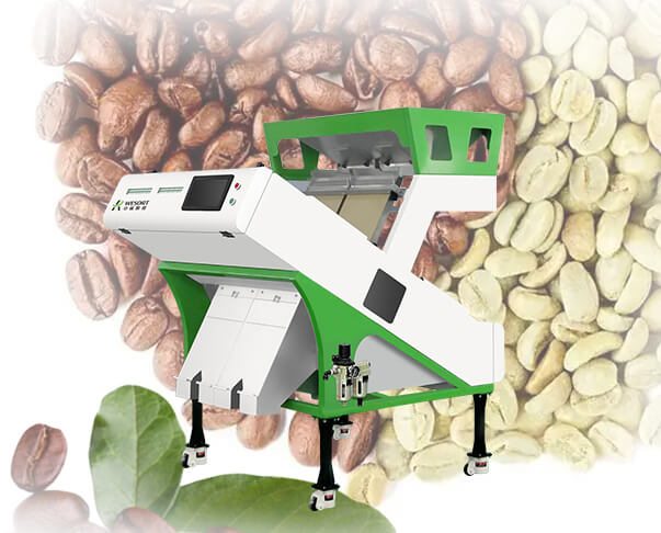 How Does Automated Sorting Improve Coffee Bean Export Quality?-WESORT
