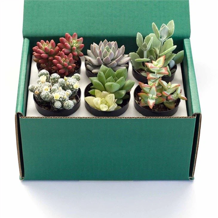 Custom Live Plant Corrugated Shipping Boxes-Forests