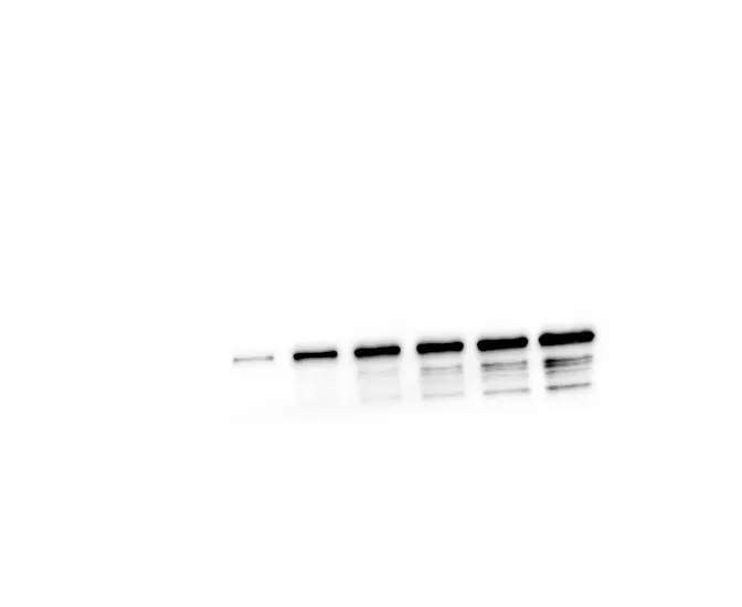 Western Blot-Clinx勤翔