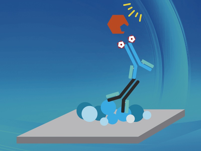 Western Blot Experiment - How to Optimize Phosphorylated Protein WB ...