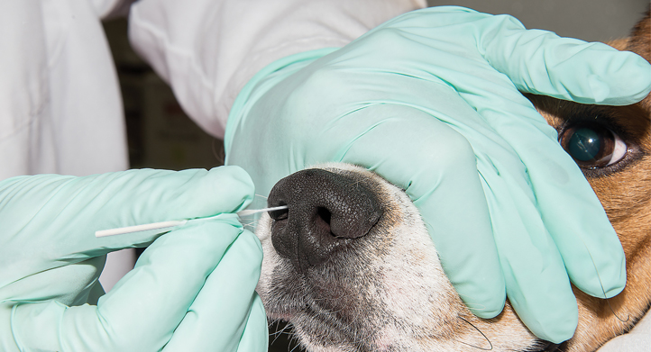 Application of sampling swab in pet diagnostic industry-MandeLab