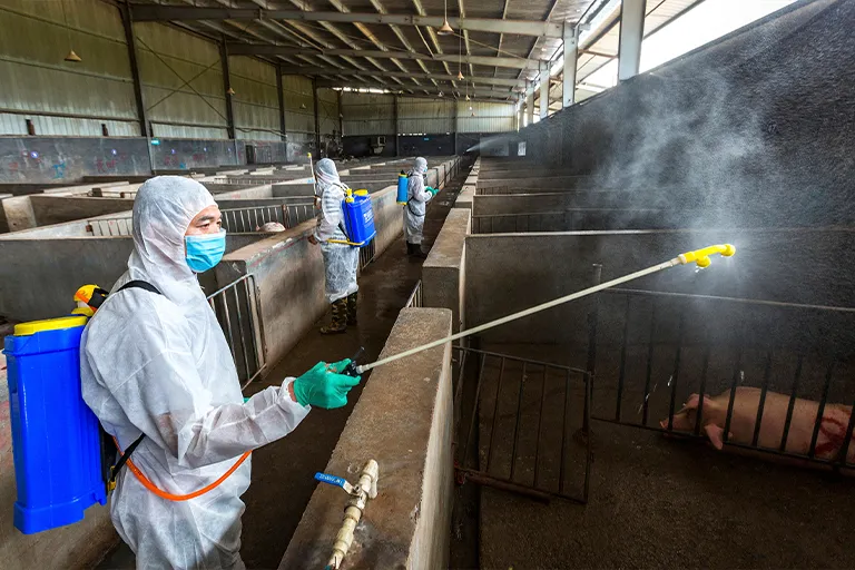 Livestock, drinking water disinfection and ASF prevention
